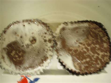 Candy Is A Food Group Valomilk