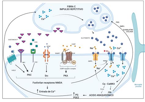 Central Sensitization Biorender Science Templates
