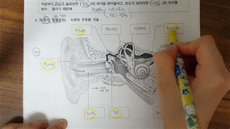 중3과학감각기관눈귀피부코혀 Youtube