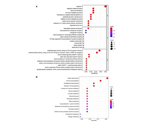 Enrichment Analysis For The Genes A The Bubble Chart Of Go