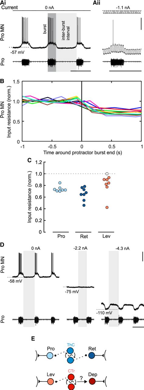 The Synaptic Drive Of Central Pattern Generating Networks To Leg Motor Neurons Of A Walking