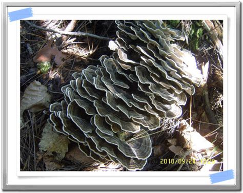 먹을수 있는 버섯의 종류 네이버 블로그