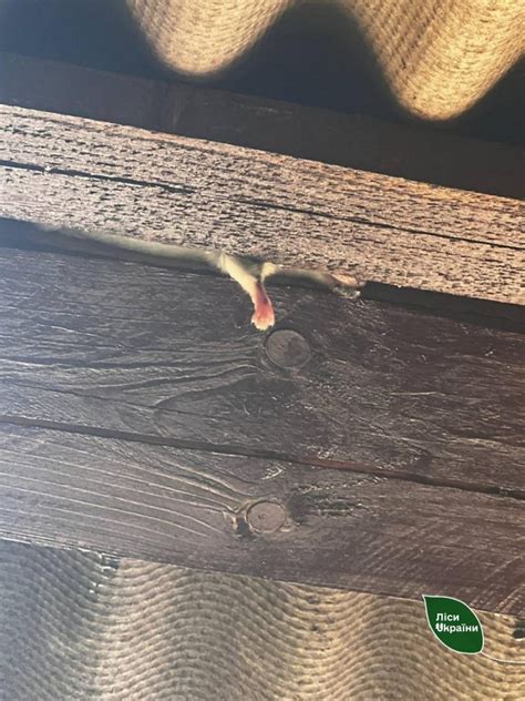 У закарпатських лісах прокинулась соня Лісова Фото — ПроЗахід новини