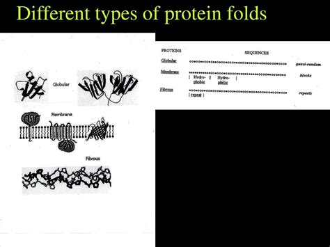 Ppt Protein Structure Protein Folding Powerpoint Presentation Free
