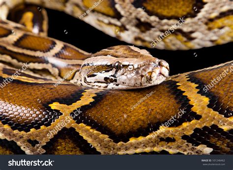 Python Molurus Images Stock Photos Vectors Shutterstock
