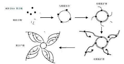 滚环复制图册 360百科