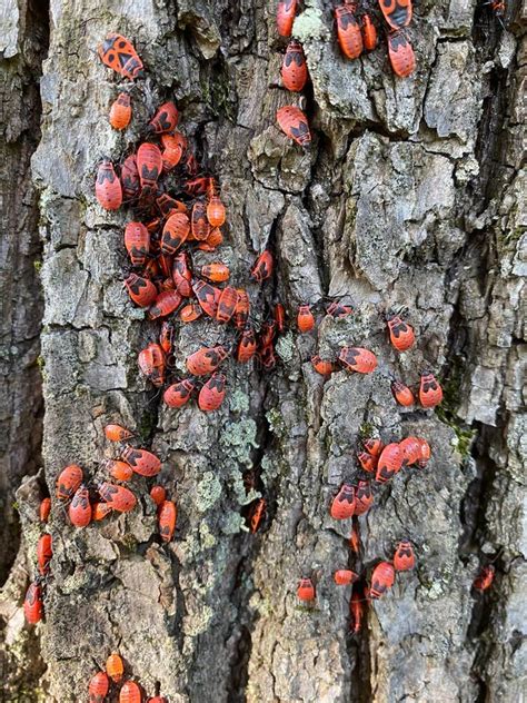 Mating Fire Bugs Crawl Across The Tree Stock Image Image Of Crawl Beauty 329277531