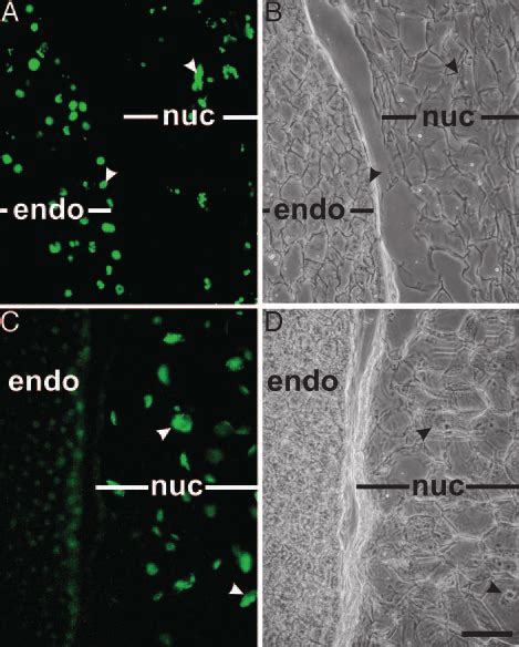 Nuclear Dna Cleavage In Nucellar Cells Adjacent To Expanding Endosperm