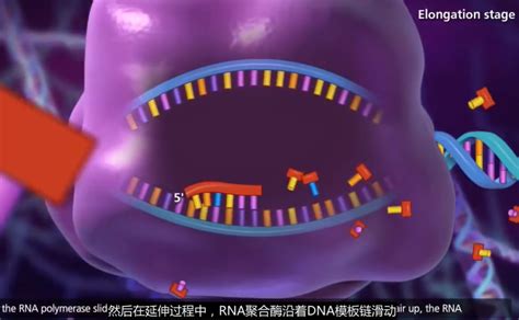基因的表达 Stdforml 博客园