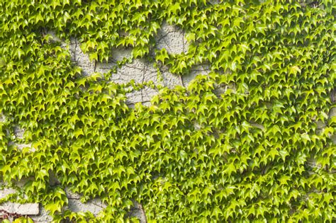 오래 된 돌 담의 공통 또는 유럽 아이비 Hedera 나선 배경 질감 클로즈업 선택적 초점 얕은 Dof 적용 0명에 대한 스톡 사진 및 기타 이미지 Istock