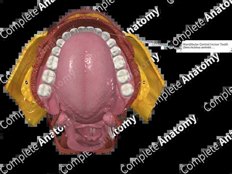 Central Incisor Anatomy