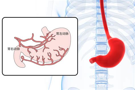 胃血管解剖图高清图 39健康网