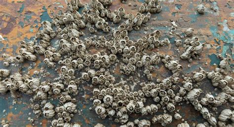 Barnacles Attached To Old Painted Surface Close Up Marine Biology Stock