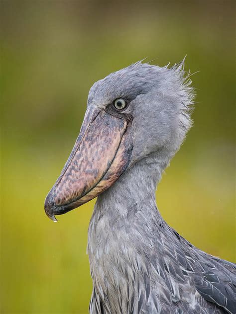 Shoebill Stork Yawning At Brianna Hort Blog