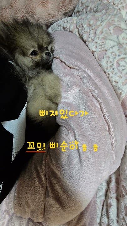 기저귀물어뜯다가 엄마에게 혼남 엄마 품에 안겨서 삐져있다가 잠든 꼬미 귀여워라~♡ Youtube