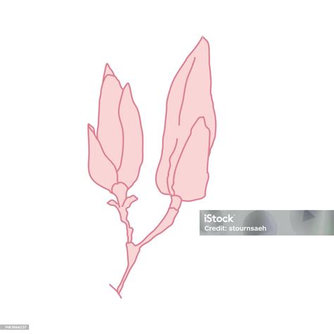 목련 꽃봉오리 예술 손으로 그린 사실적인 상세한 벡터 그림 핑크 라인이 클립 아트로 채워져 있습니다 개화기에 대한 스톡 벡터
