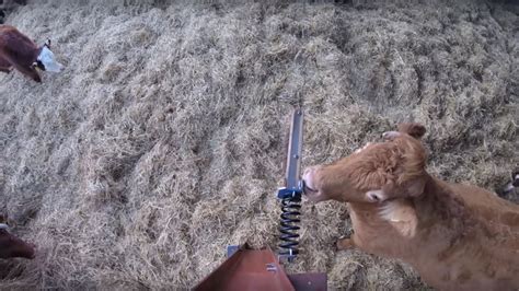 This Farmers Homemade Cow Scratcher Brings All The Cows To The Yard
