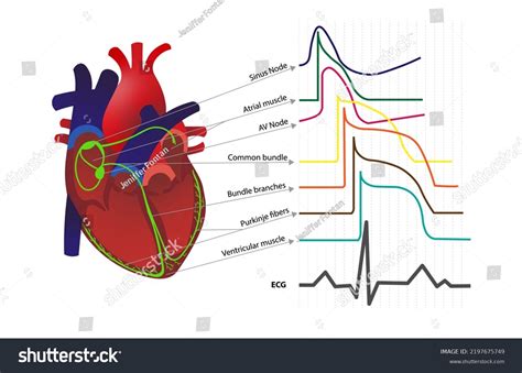 Cardiac Conduction System Showing Different Waves Stock Illustration