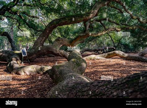 Fairytale Esque Angel Oak Tree Near Charleston City SC No Entrance Fee The Tree Is 400 500
