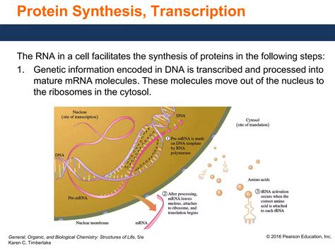 Ch216geneticcodeproteinsynthesis5thed 5pptx