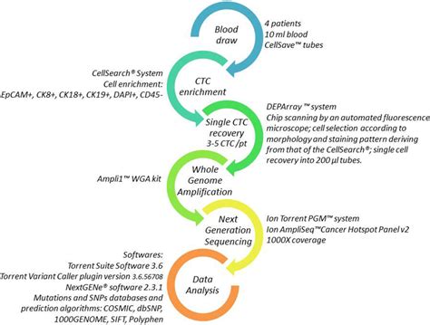 Workflow For Single Ctc Detection And Molecular Analysis Each Arrow Download Scientific