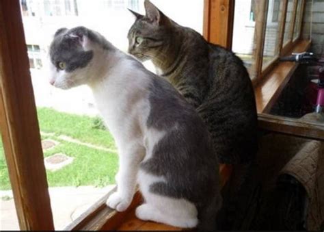 How High Can Cats Fall From Awww Cats The Ultimate Online Guide To Cats Breeds Care And Tips