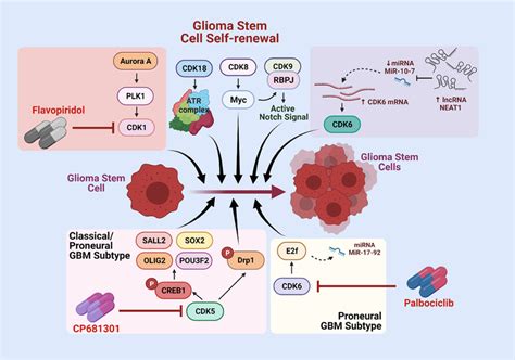Schematic Representation Of Pathways Involved In Cdk Regulation Of Download Scientific Diagram