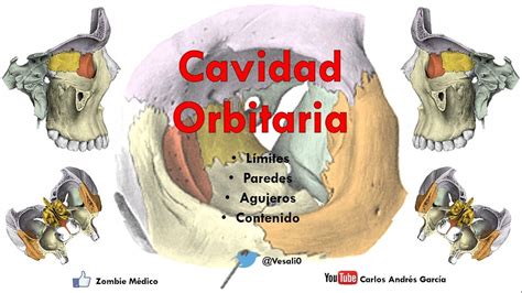 Anatomia Orbitaria Atlas Of Clinical And Surgical Orbital Anatomy