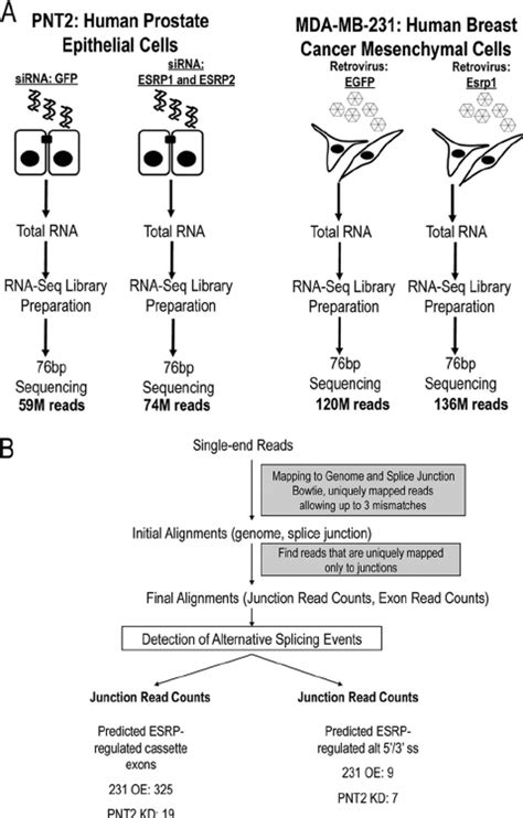 RNA Seq Analysis Detects ESRP Regulated Alternative Splicing Events Download Scientific Diagram