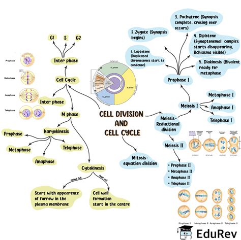 The Cell Cycle Concept Map Map