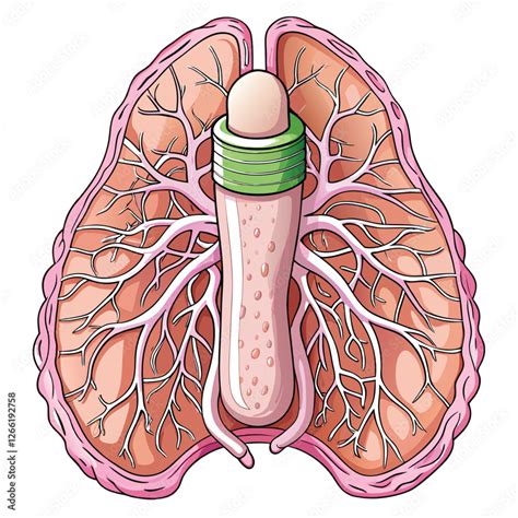 Microscopic View Of A Pale Pink Human Lymph Node Exhibiting A Fibrous Capsule And Distinct