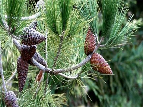 Solution Gymnosperms And Angiosperms Monocots Vs Dicots Diversity