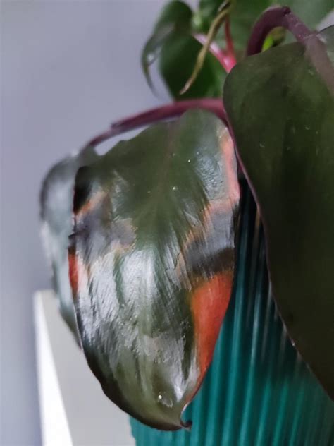 Any Idea Whats Going On With My Ppp Any Tips What To Do Rhouseplants