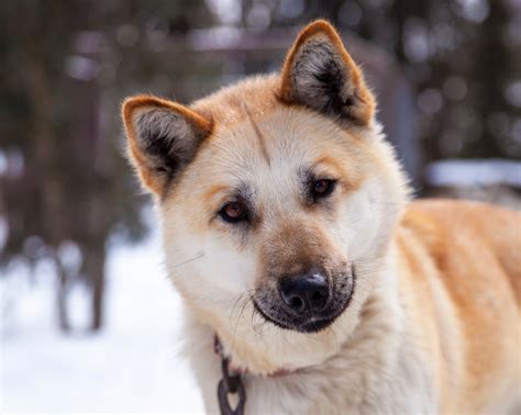 Gratis Billeder Dyr Ulv Hybrid Hvirveldyr Hunderace Slædehund