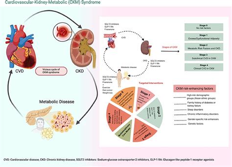 Cardiovascular Kidney Metabolic CKM Syndrome