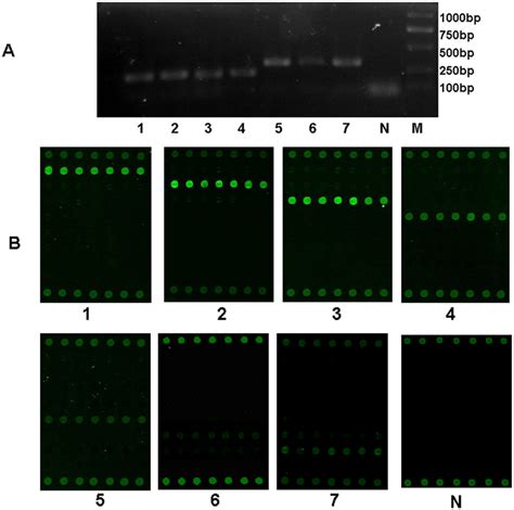 Result Of Multiplex Rt Pcr And Microarray For Detection Of 7 Download Scientific Diagram