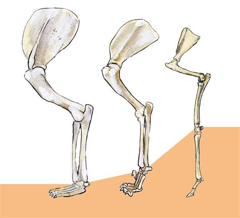 How To Draw Mammals Comparative Anatomy Of The Legs Mammals Leg