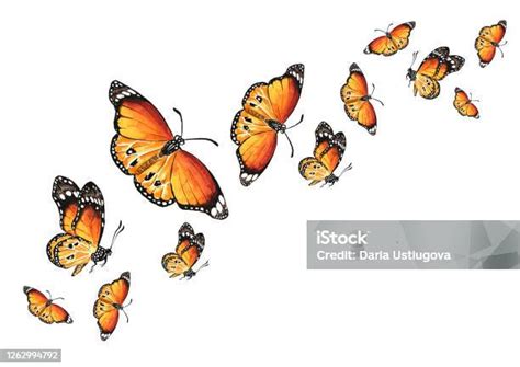 나비 를 비행 해방 자유 전진 변화의 개념 흰색 배경에 고립 된 손으로 그린 수채화 그림 나비에 대한 스톡 벡터 아트 및 기타 이미지 Istock