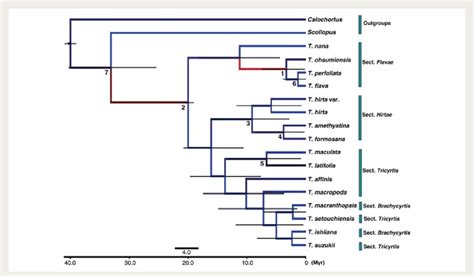 a bayesian inference tree with estimated divergence times where the