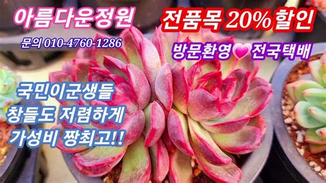 전품목 20할인 국민이군생 창들도 특가찬스 5만원이상 무료배송 3만원부터 택배가능 레몬로즈녹금블랑미니자수정춥스철화양진세리스파이시토레스샤넬제리