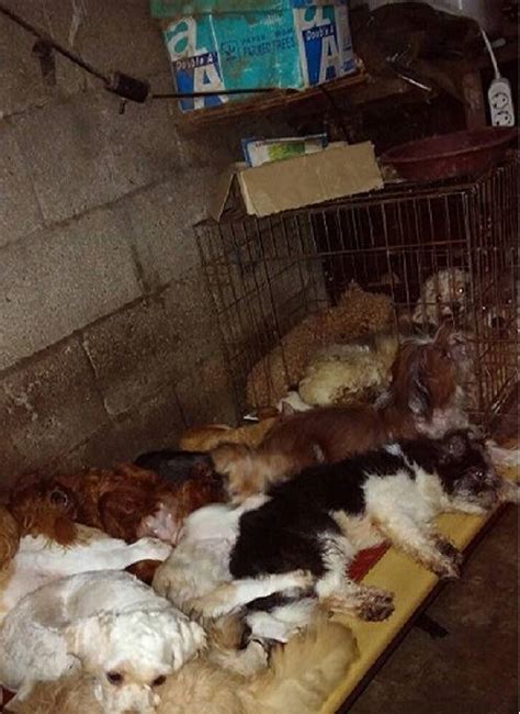 경남 진해 유기견행복의집이 태풍으로 폐허가 됐어요 하지만 이곳은 봉사조차 갈수 없는 곳이에요 인스티즈 Instiz 인티포털 카테고리