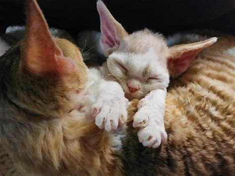 Sooo Cute R Aww