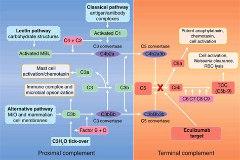 Targeted Blockade Of Complement Protein C5 The Complement Cascade Can Download Scientific