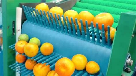 Automatic Stainless Steel 304 Fruit And Vegetable Grading And Sorting