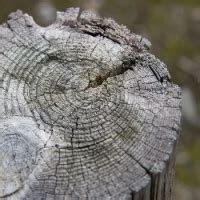 Tree Preservation Order