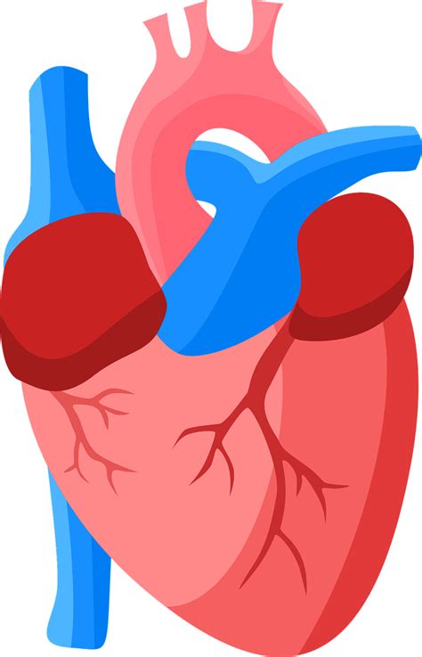 Download Heart Anatomy Human Royalty Free Vector Graphic Pixabay