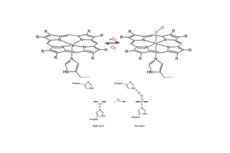 血红素 血红蛋白组成成分 搜狗百科