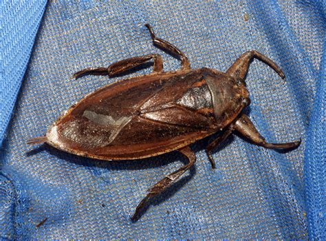 Water Bug On Water