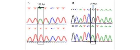 Chromatograms Showing A Transversion A T And B Transition G A Snps Download Scientific