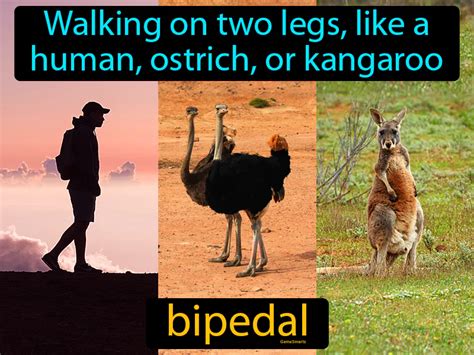 Video What Is Bipedal Easy To Understand